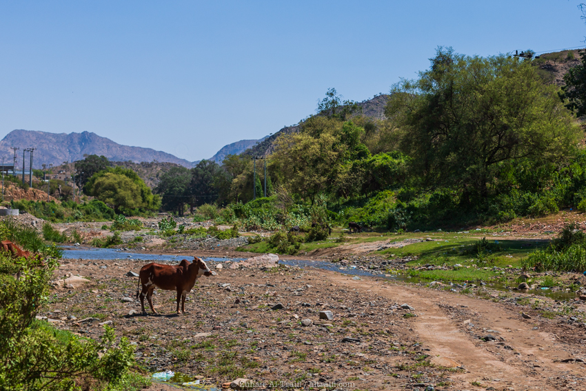 Cows in the South of Saudi Arabia | Zuhair AlTraifi